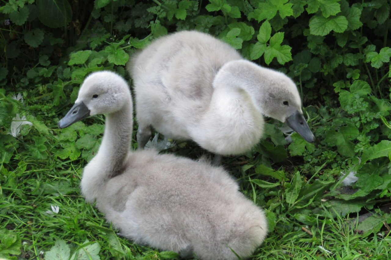 Swans at The Bishop's Palace Wells